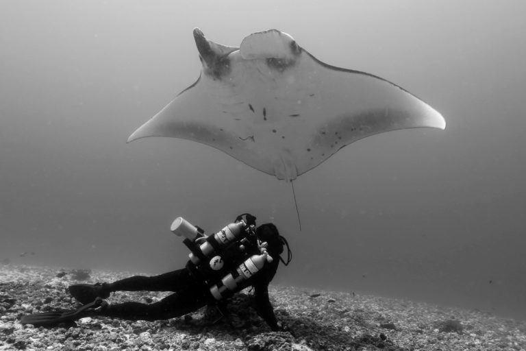 Présentation de la raie Manta | Bali Dive Trek